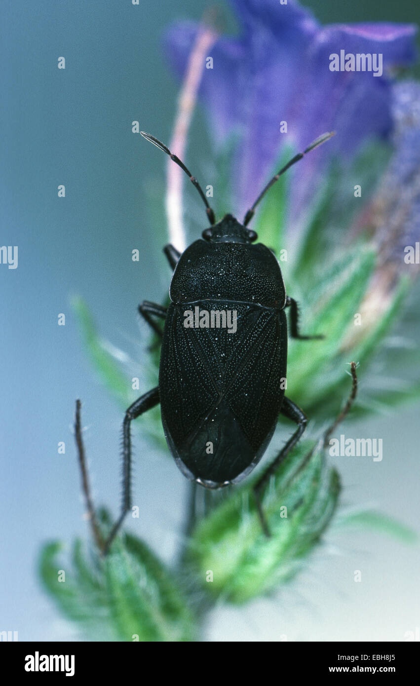 bug (Aellopus atrata Stock Photo - Alamy