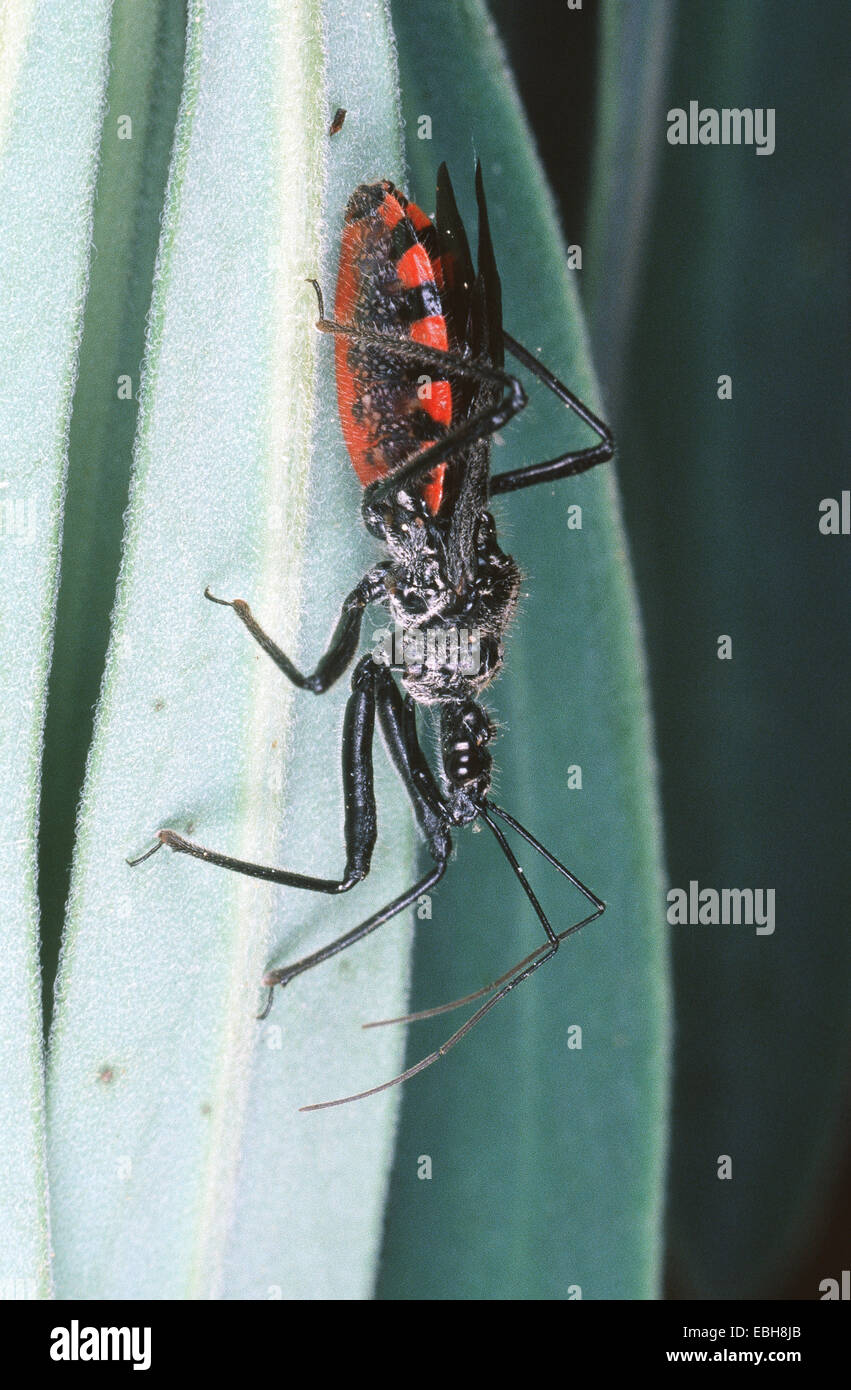 assassin bug (Rhinocoris annulatus Stock Photo - Alamy
