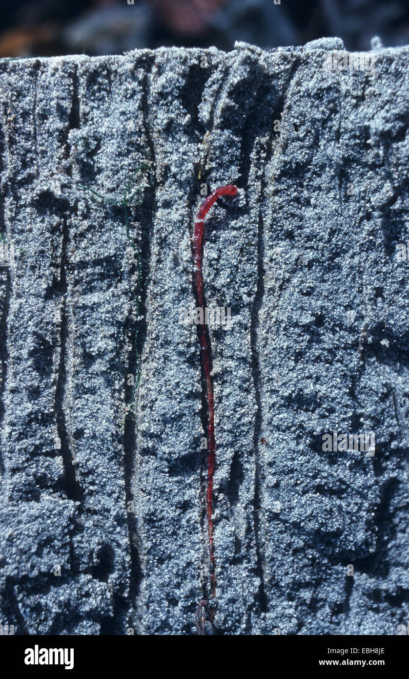 Thread worms hi-res stock photography and images - Alamy