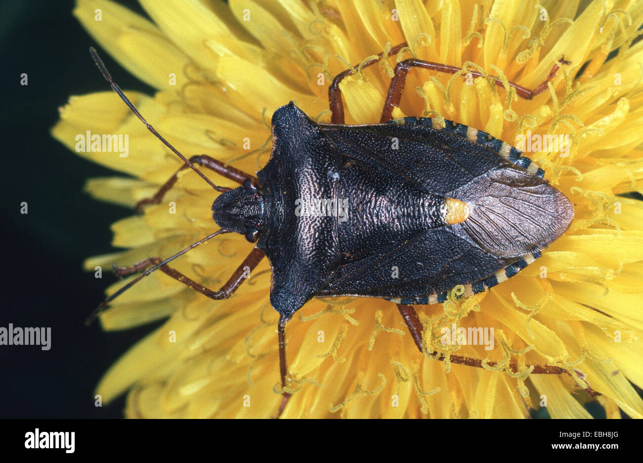 forest bug (Pentatoma rufipes Stock Photo - Alamy