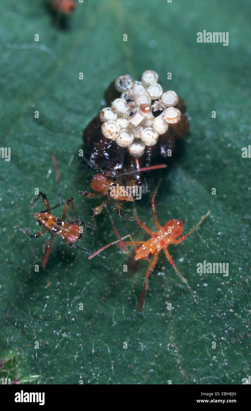 assassin bug (Rhinocoris iracundus Stock Photo - Alamy