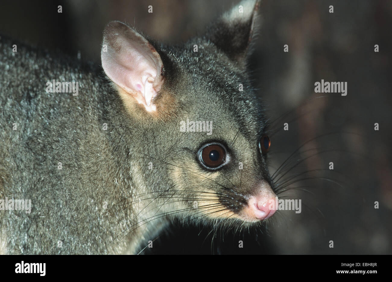common brush-tailed possum (Trichosurus vulpecula Stock Photo - Alamy