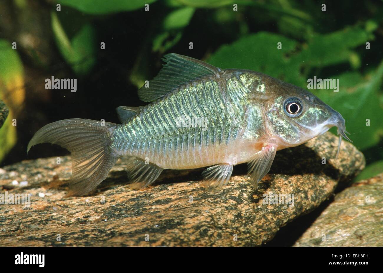 Corydoras splendens hi-res stock photography and images - Alamy