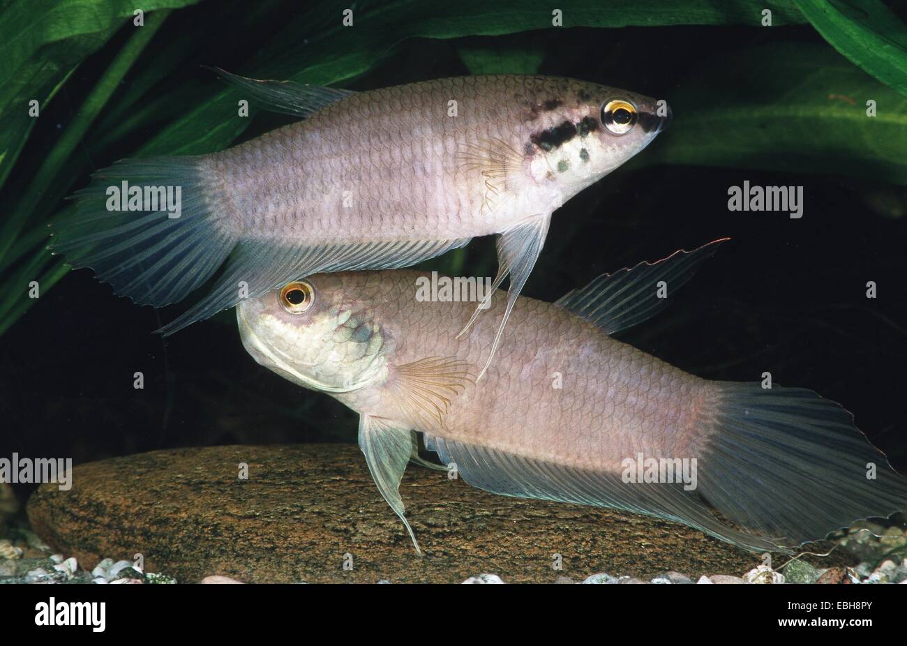 mouthbrooding fighting fish, Penang betta (Betta pugnax Stock Photo - Alamy