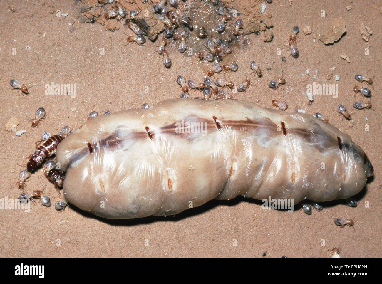 Termite Queen Dissection