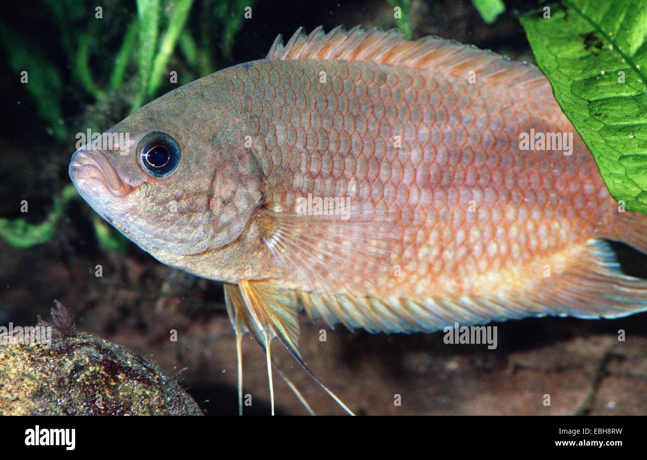 Belontia signata hi-res stock photography and images - Alamy