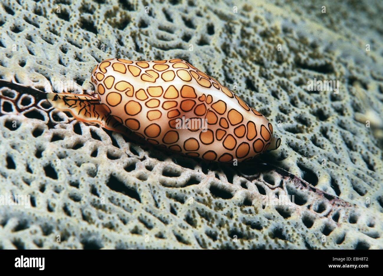 flamingo tongue (Cyphoma gibbosa Stock Photo - Alamy