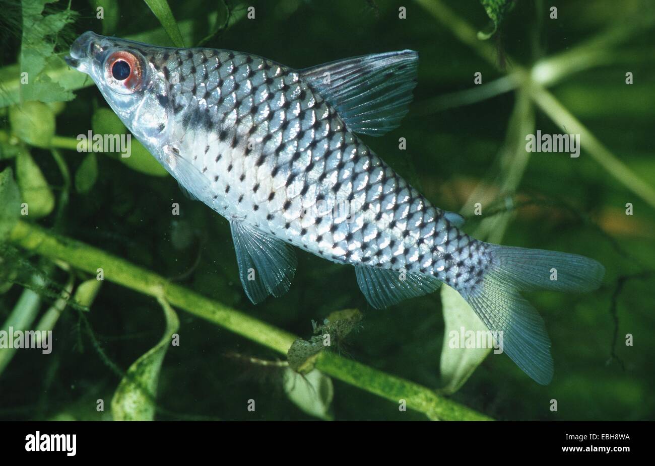 spotted headstander (Chilodus punctatus Stock Photo - Alamy