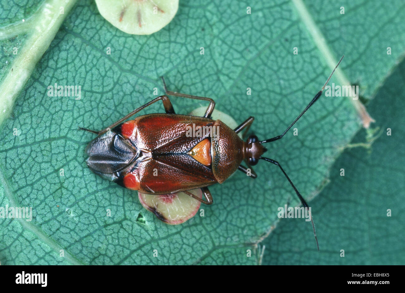 mirid, capsid bug, plant bug (Deraeocoris ruber Stock Photo - Alamy