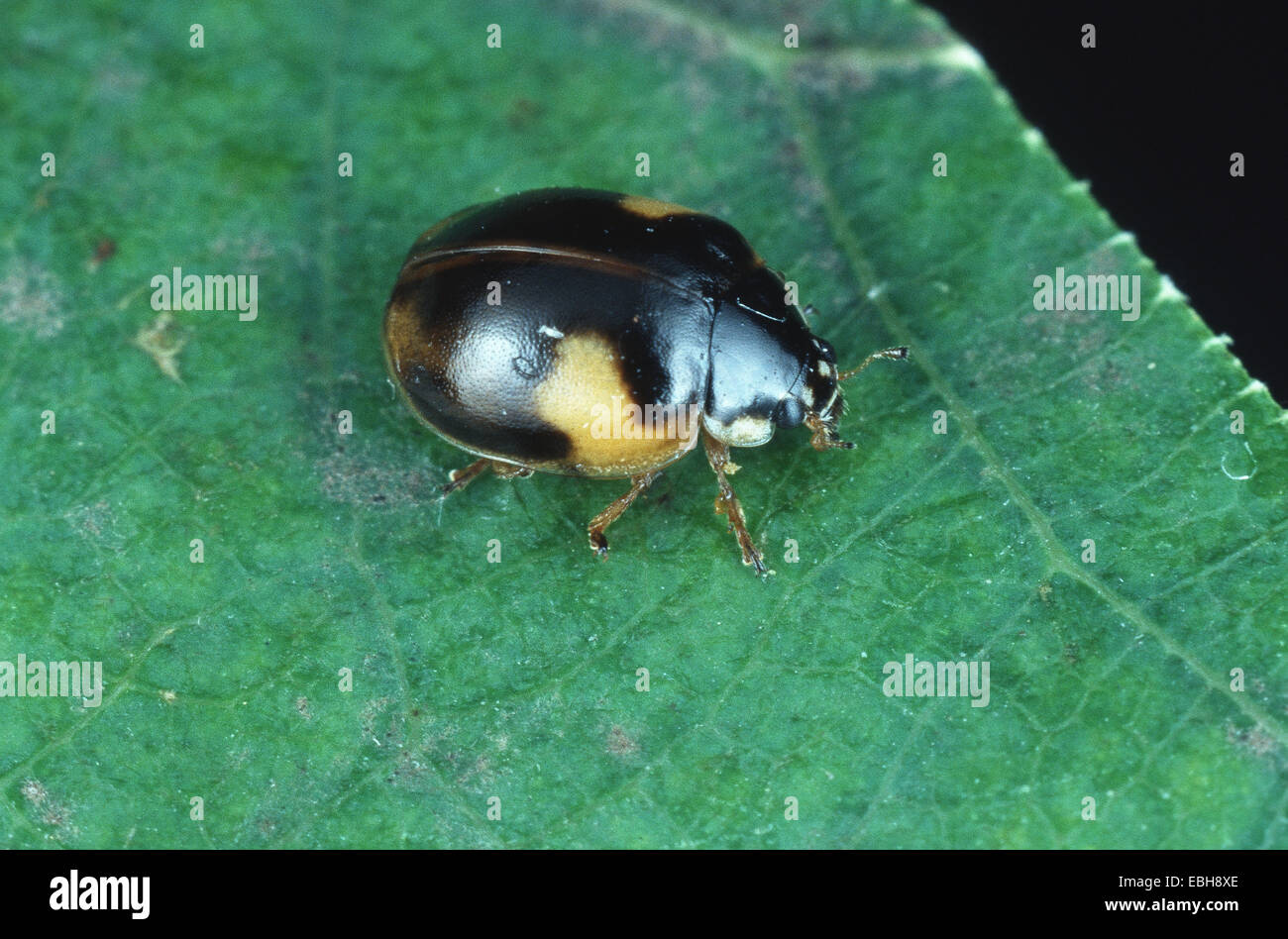 Decempunctata hi-res stock photography and images - Alamy