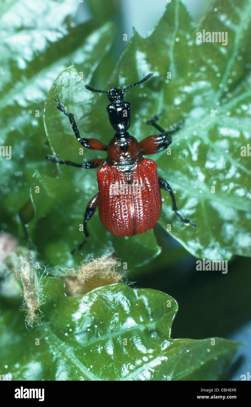 hazel weevil (Apoderus coryli Stock Photo - Alamy