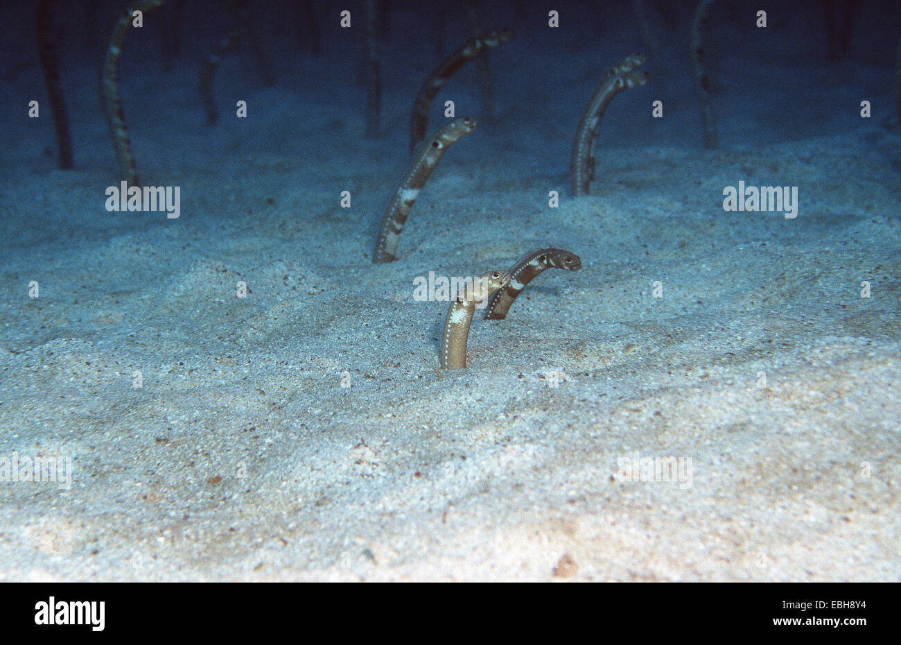 Galapagos garden eel (Taenioconger klausewitzi Stock Photo - Alamy