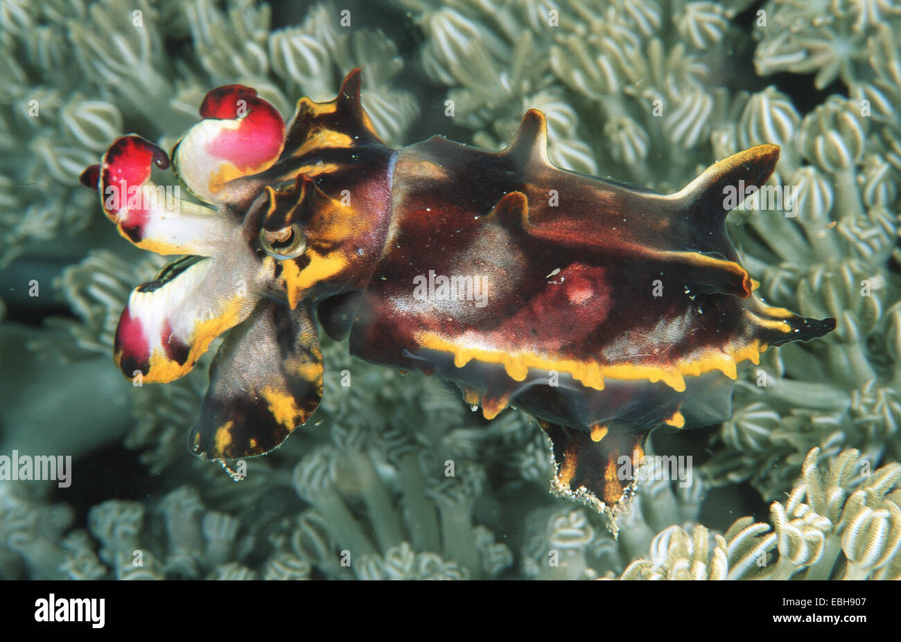 Sepia flammable (?) (Metasepia pfefferi Stock Photo - Alamy