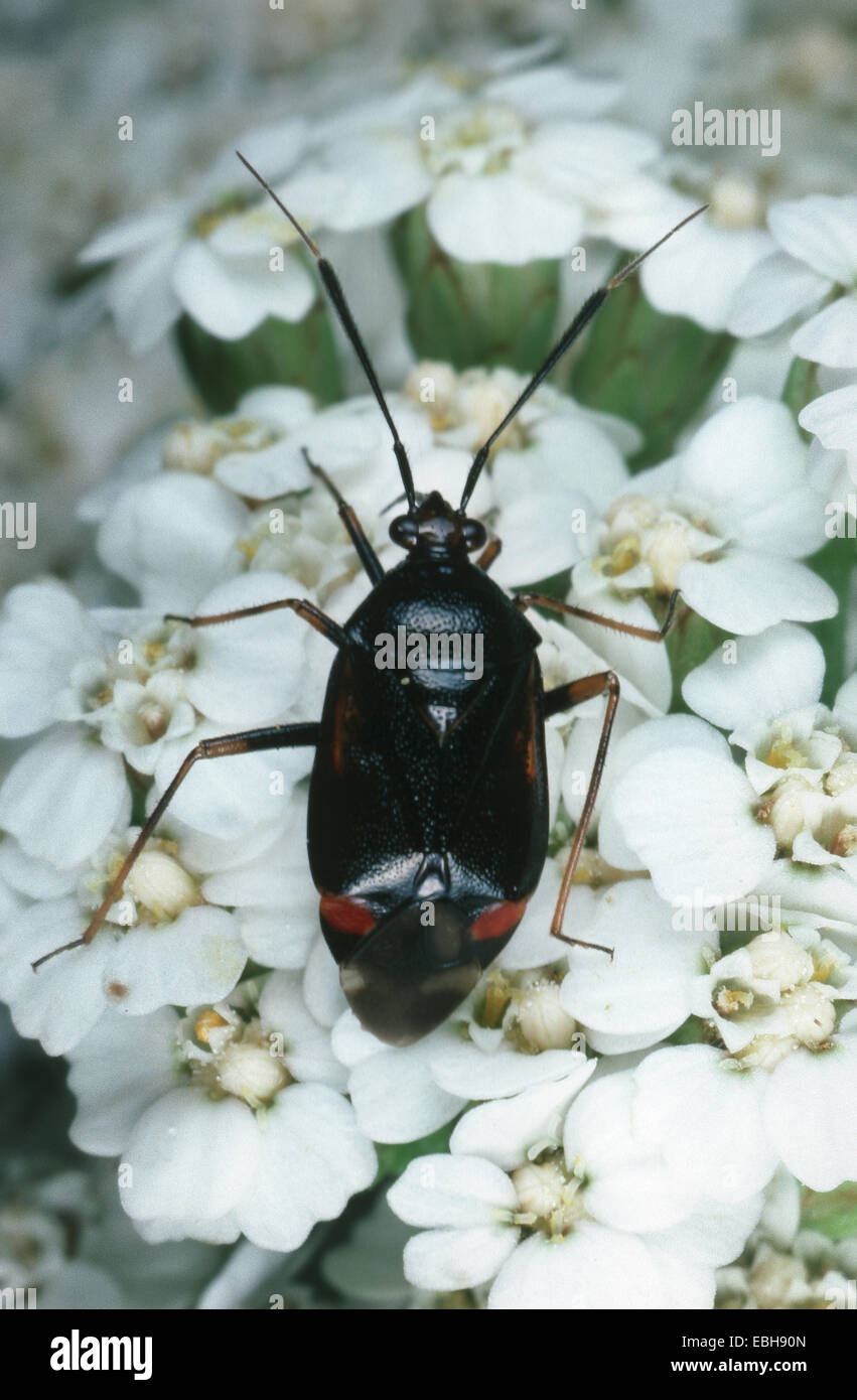 Capsid bug mirid hi-res stock photography and images - Alamy