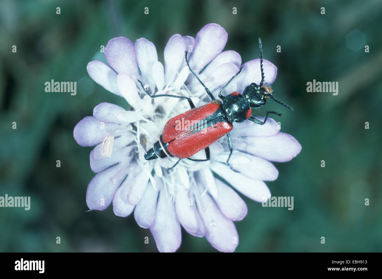 Malachiid beetles hi-res stock photography and images - Alamy
