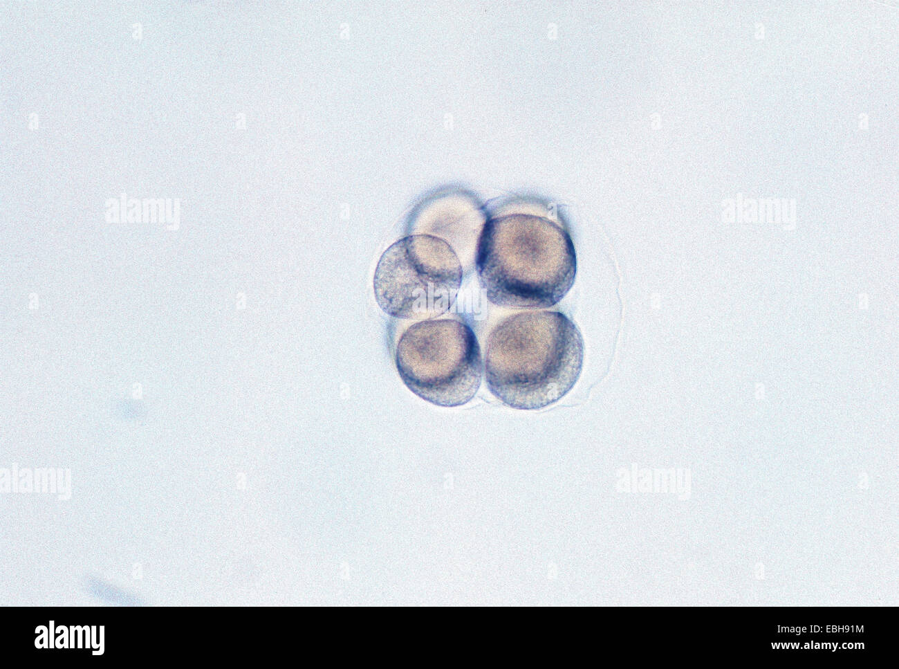 Blastogenese hi-res stock photography and images - Alamy