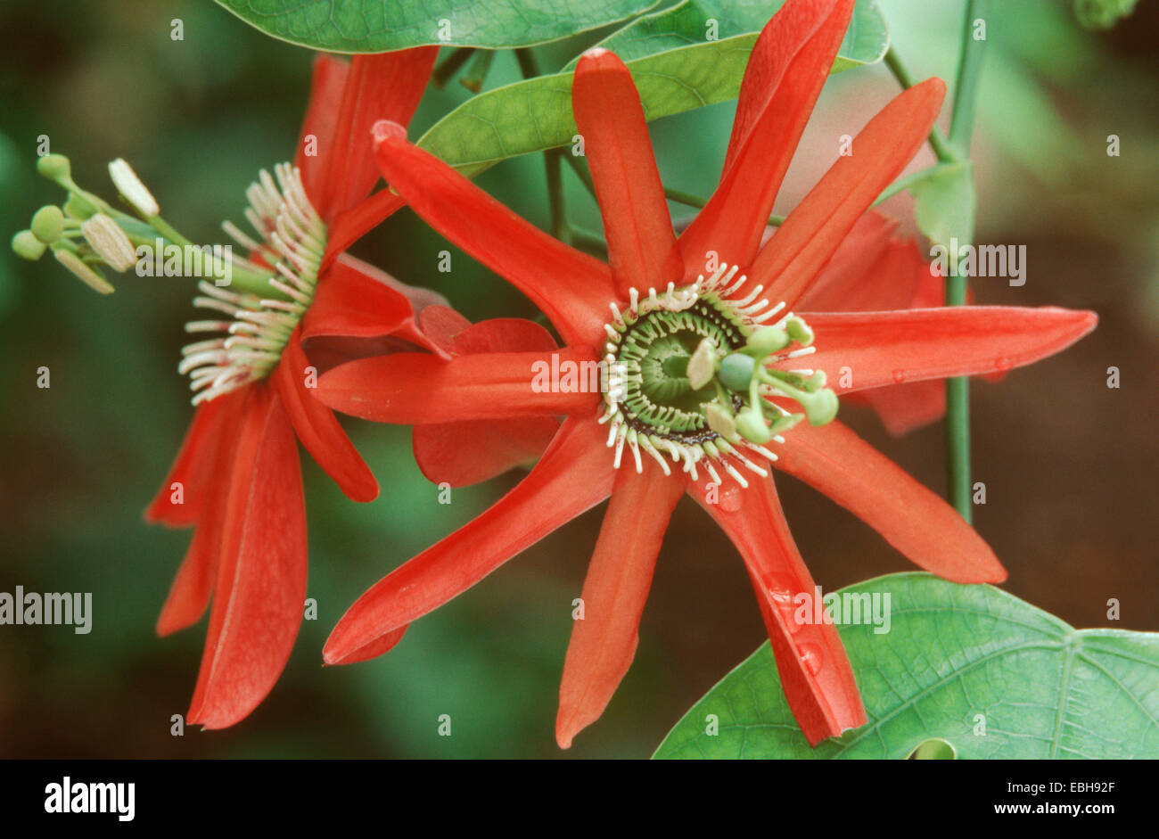 Red Passion Flower (Passiflora racemosa), flowers Stock Photo - Alamy