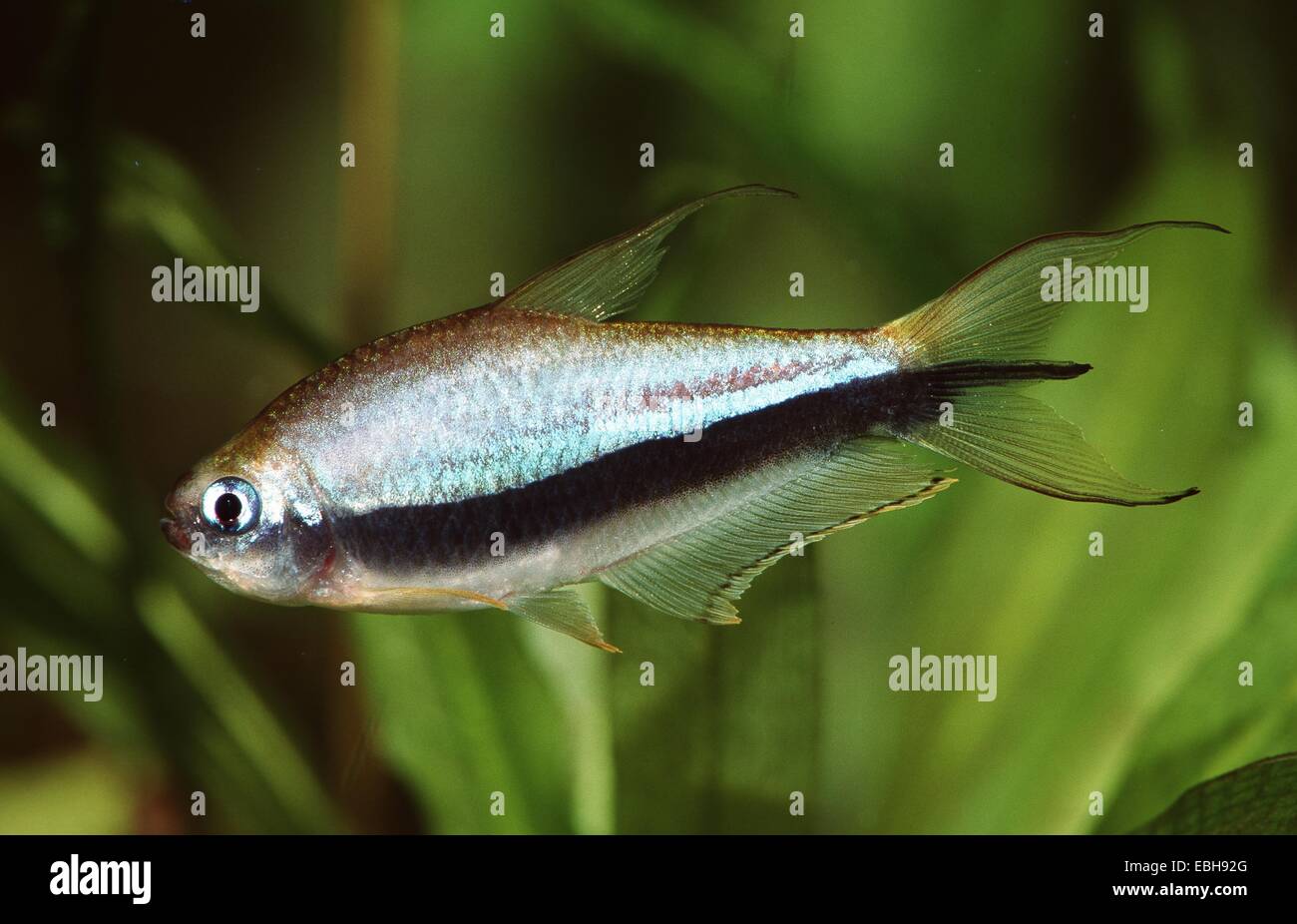 Nematobrycon palmeri hi-res stock photography and images - Alamy