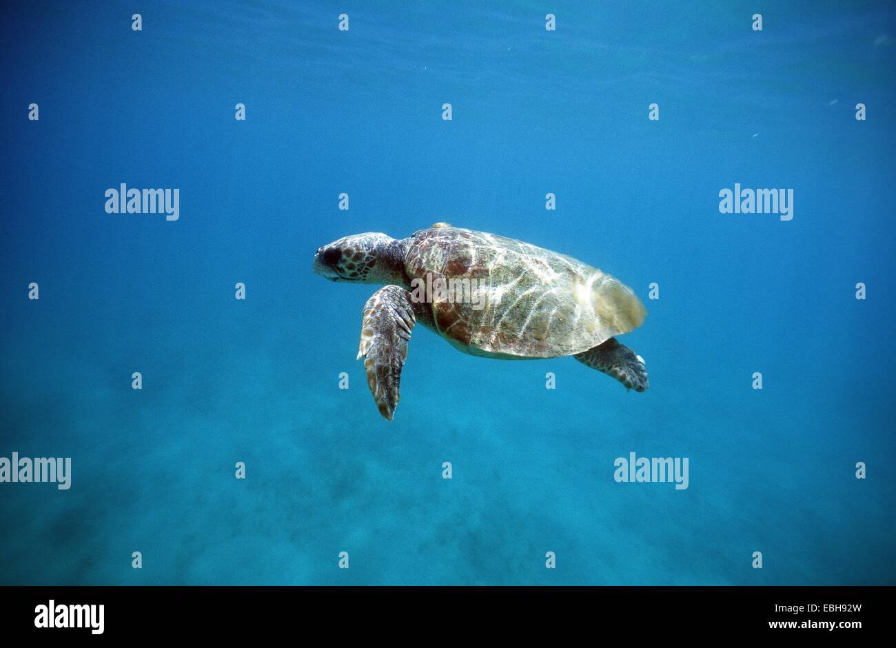 loggerhead sea turtle, loggerhead (Caretta caretta Stock Photo - Alamy