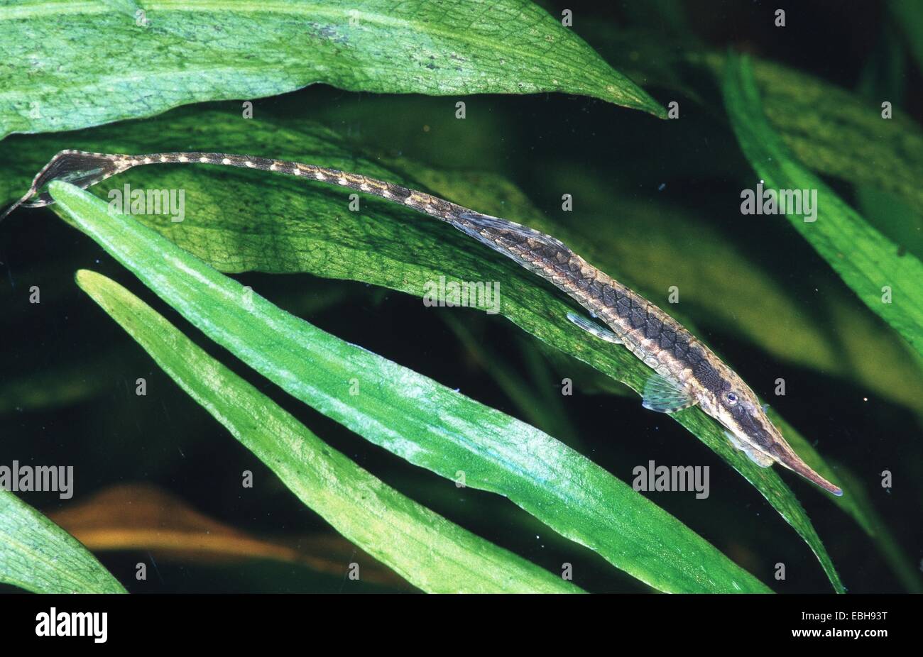 twig catfish (Farlowella cf. acus Stock Photo - Alamy