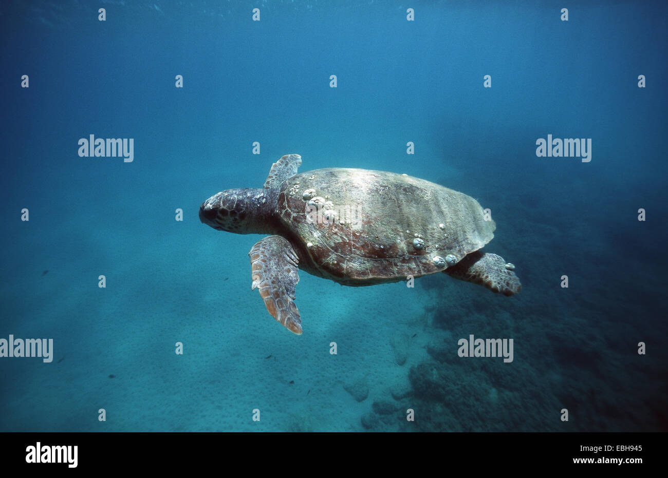 loggerhead sea turtle, loggerhead (Caretta caretta Stock Photo - Alamy