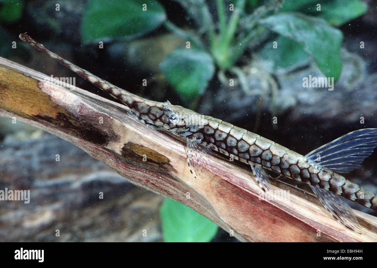 catfish (Farlowella kneri Stock Photo - Alamy
