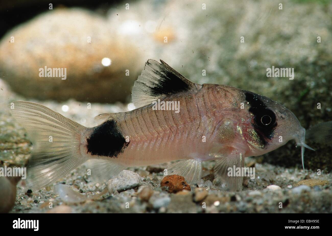 Panda Cory (Corydoras panda Stock Photo - Alamy