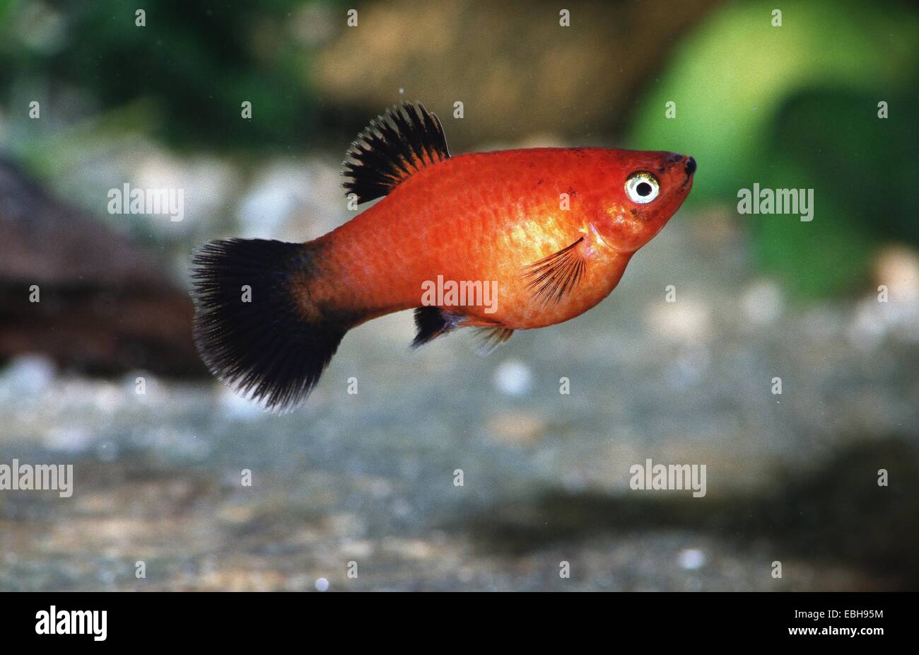 southern platyfish (Xiphophorus maculatus Stock Photo - Alamy