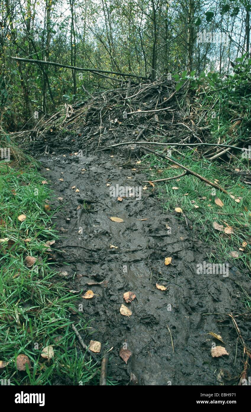 Eurasian beaver, European beaver (Castor fiber), runway Stock Photo - Alamy