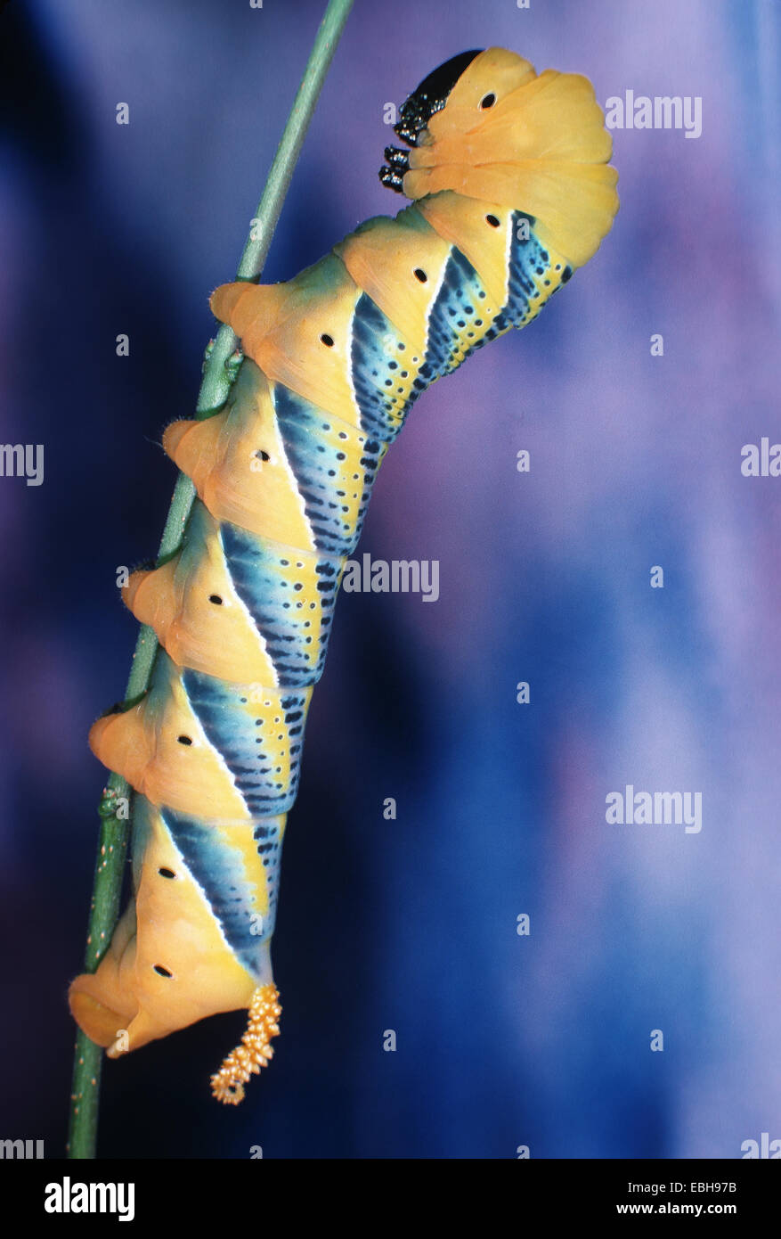 deaths-head hawkmoth (Acherontia atropos), caterpillar Stock Photo - Alamy
