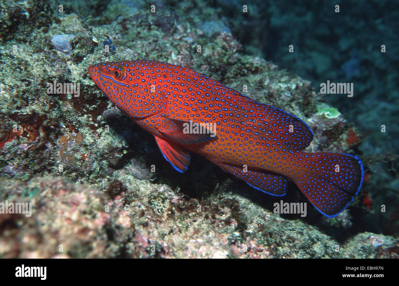 coral hind (Cephalopholis taeniops Stock Photo - Alamy