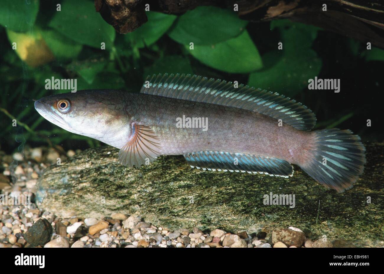 snakehead (Channa orientalis Stock Photo - Alamy