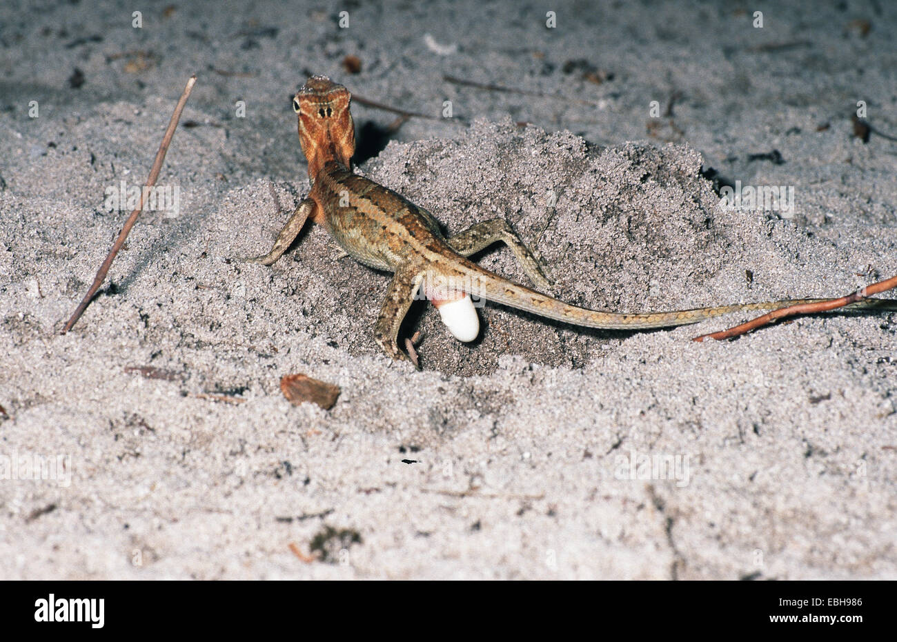 Varied lizards hi-res stock photography and images - Alamy