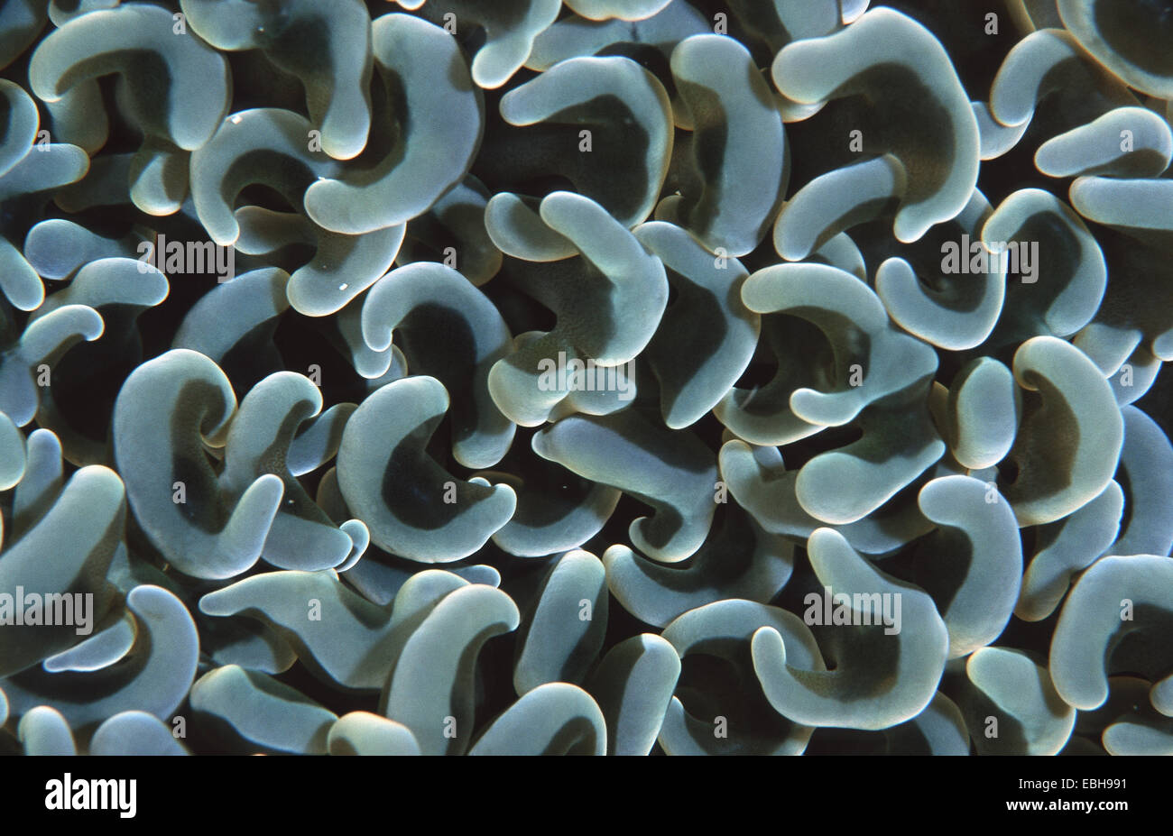 hammer-tooth coral (Euphyllia ancora Stock Photo - Alamy