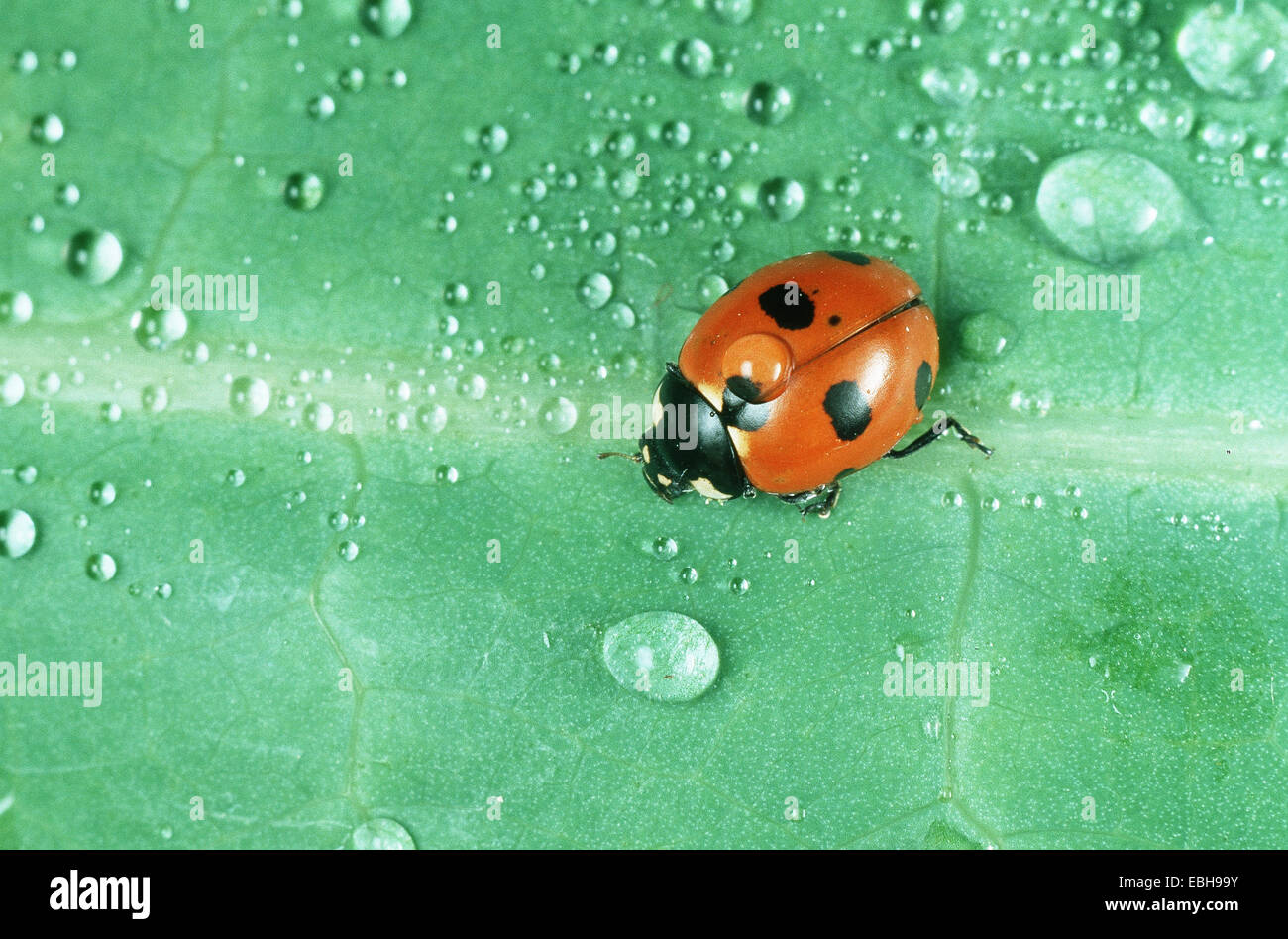 five-spot ladybird, fivespot ladybird, 5-spot ladybird (Coccinella ...