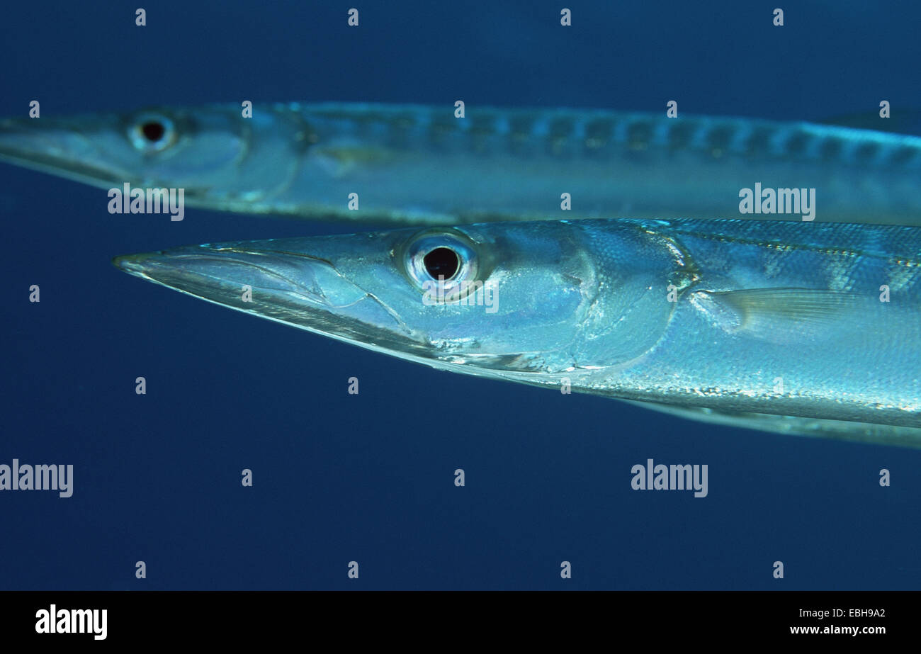 Mediterranean barracuda, European barracuda (Sphyraena sphyraena Stock ...