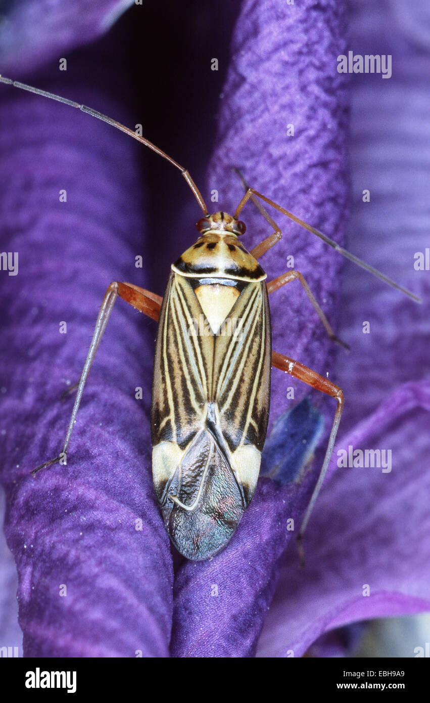 capsid bug (Calocoris striatellus Stock Photo - Alamy