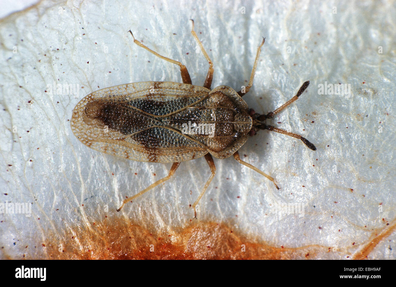 spear thistle lace bug (Tingis cardui Stock Photo - Alamy