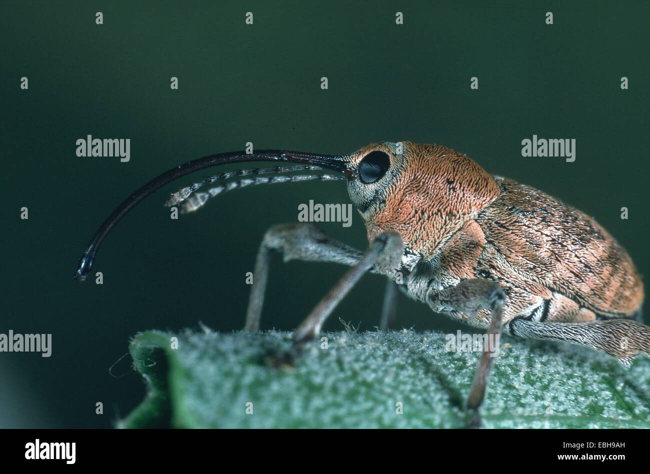 nut weevil (Curculio nucum Stock Photo - Alamy