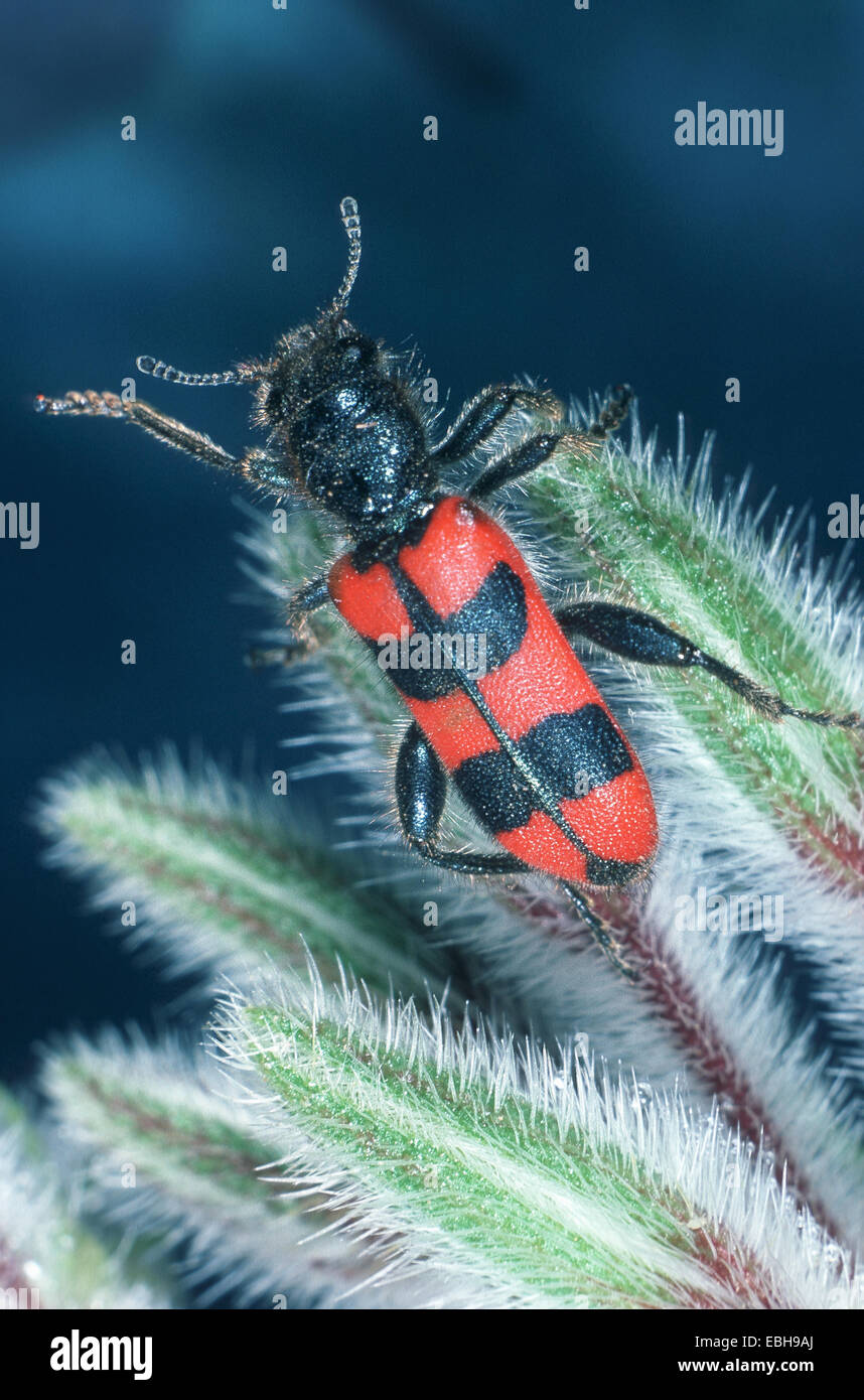 bee beetle, bee wolf (Trichodes favarius Stock Photo - Alamy