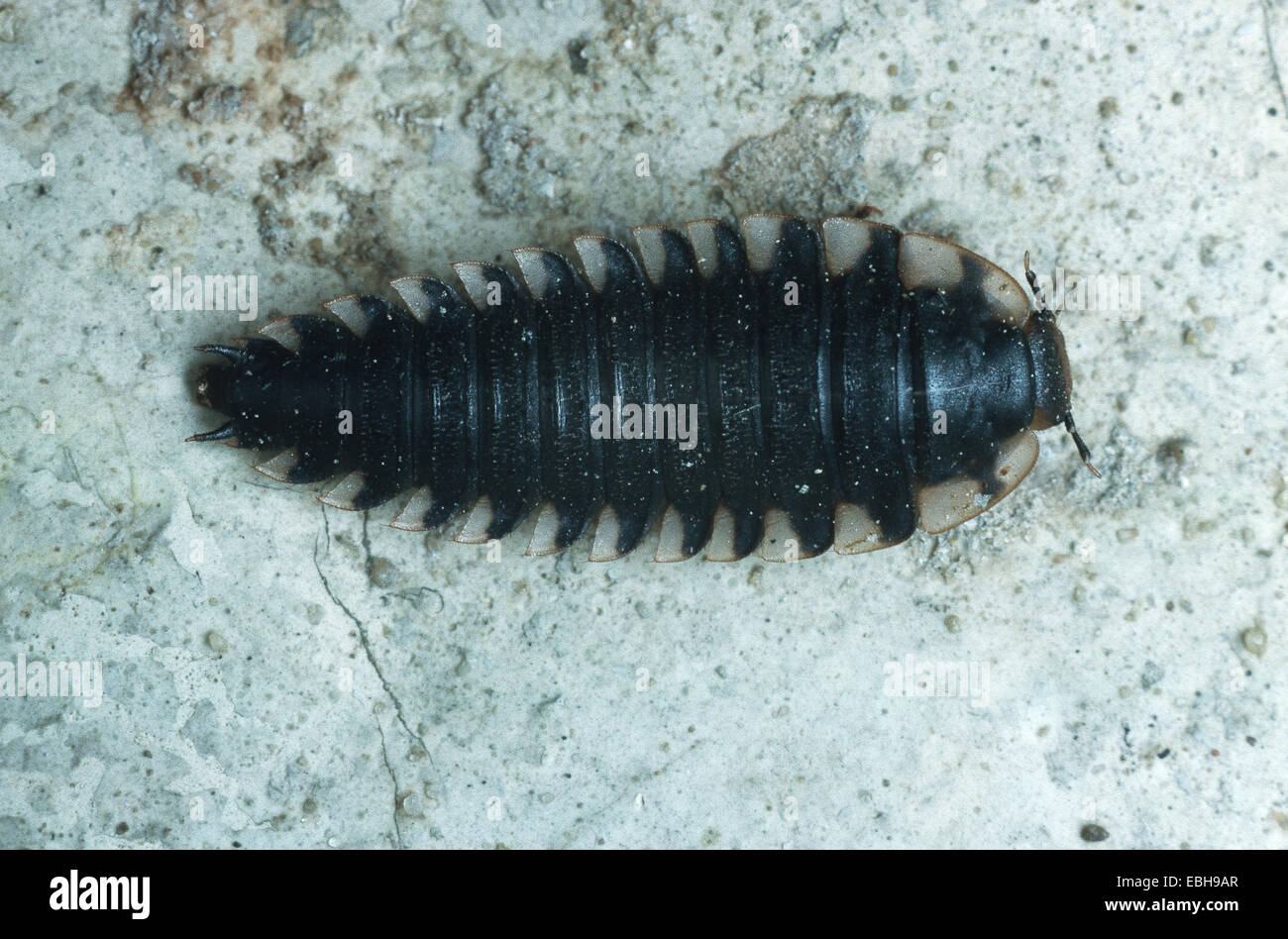red-breasted carrion beetle (Oiceoptoma thoracicum Stock Photo - Alamy