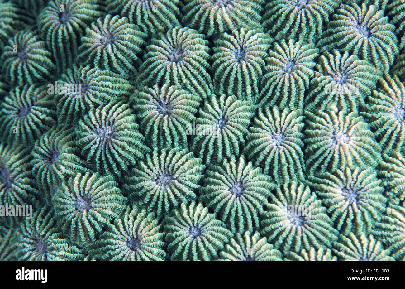 Heliopora hi-res stock photography and images - Alamy