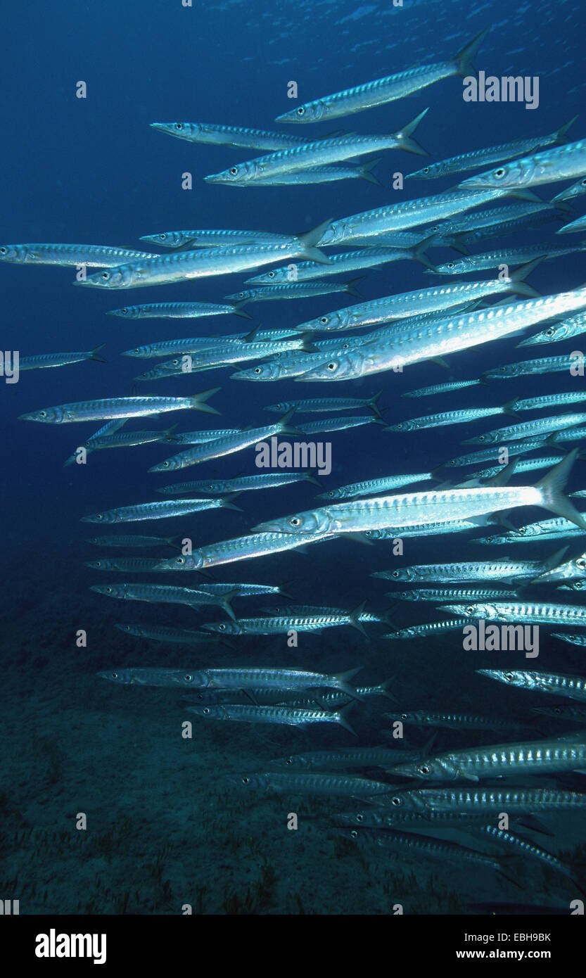 Mediterranean barracuda, European barracuda (Sphyraena sphyraena Stock ...