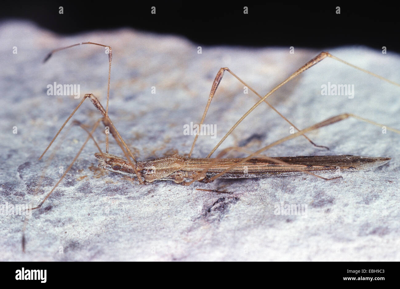 bug (Neides tipularius Stock Photo - Alamy