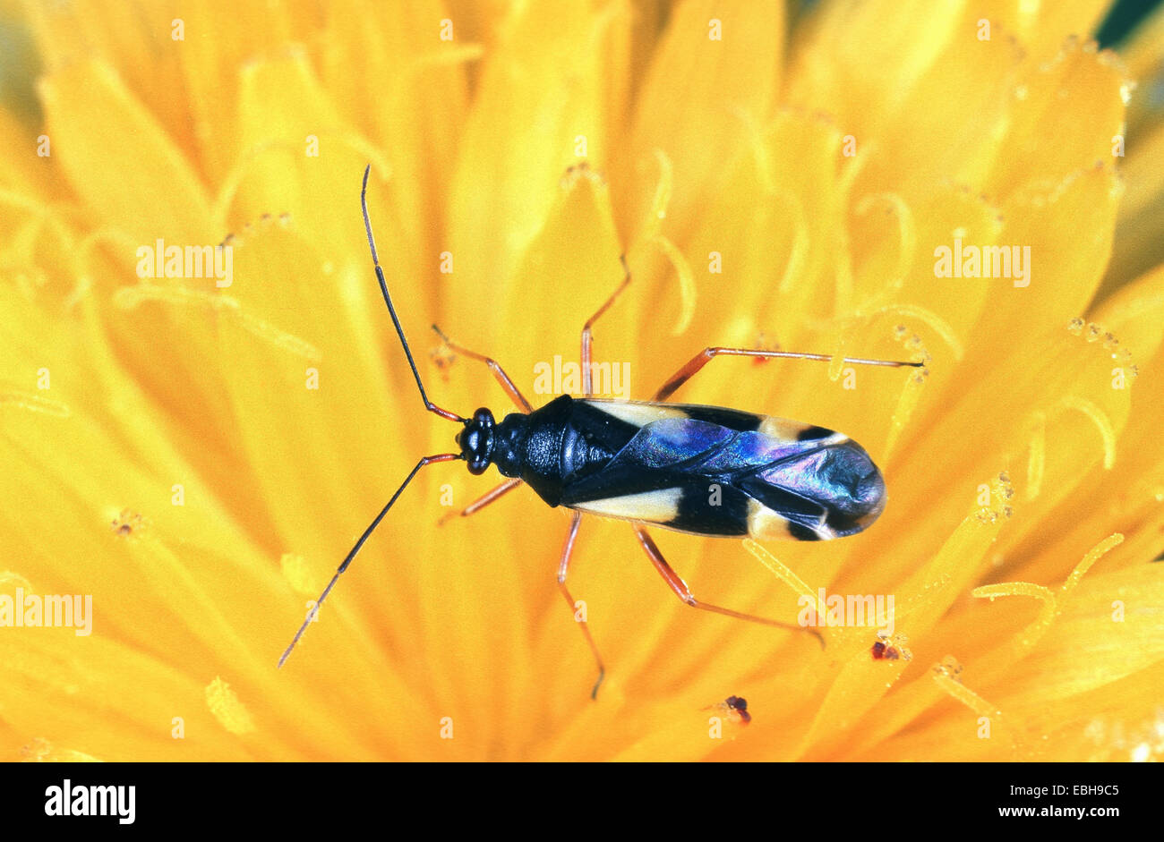 mirid, capsid bug, plant bug (Dryophilocoris flavoquadrimaculatus Stock ...
