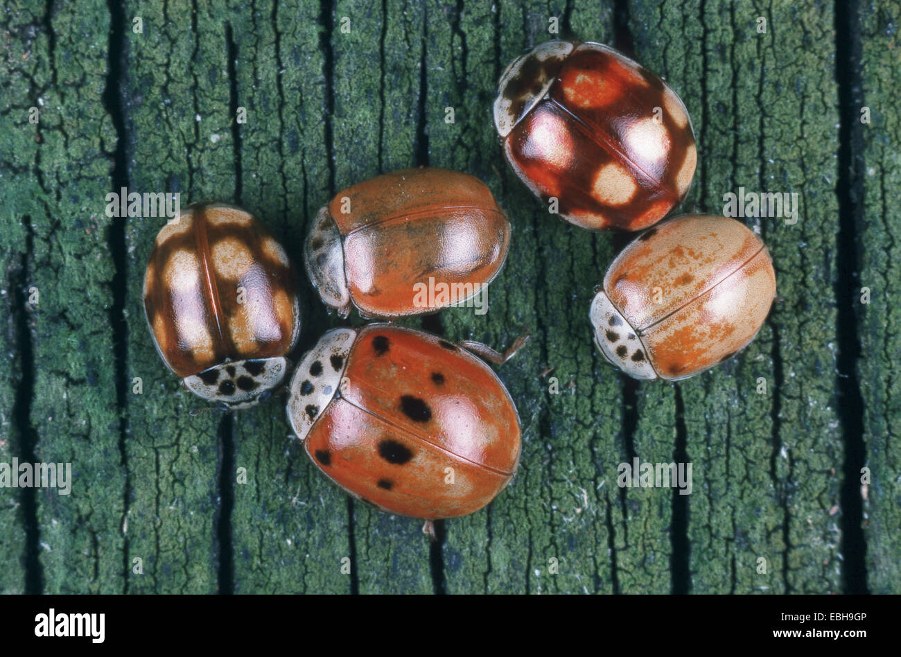 ten-spot ladybird (Adalia decempunctata), different variations of ...