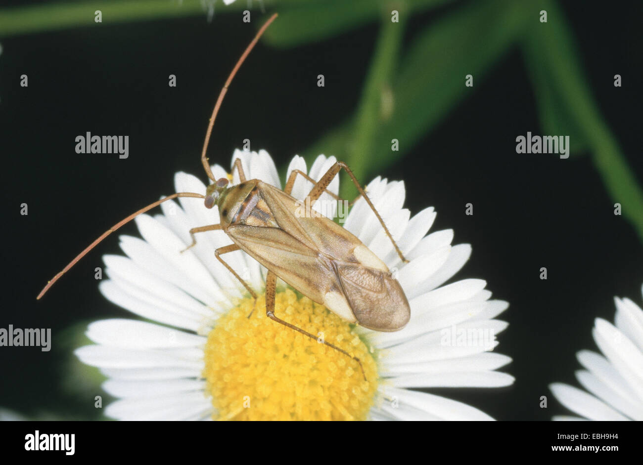 bug (Adelphocoris lineolatus Stock Photo - Alamy