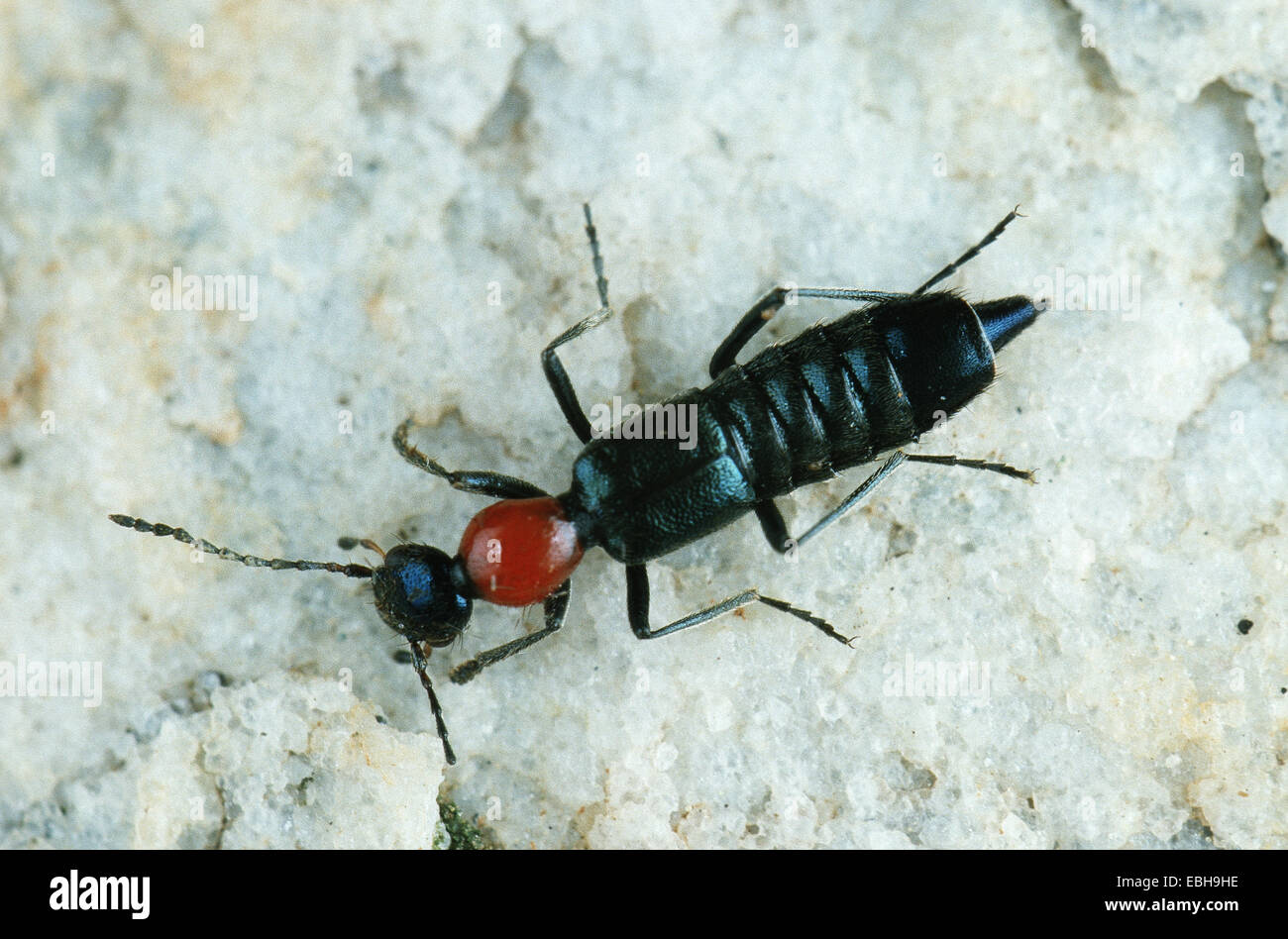 beetle (Paederus sanguinicollis Stock Photo - Alamy