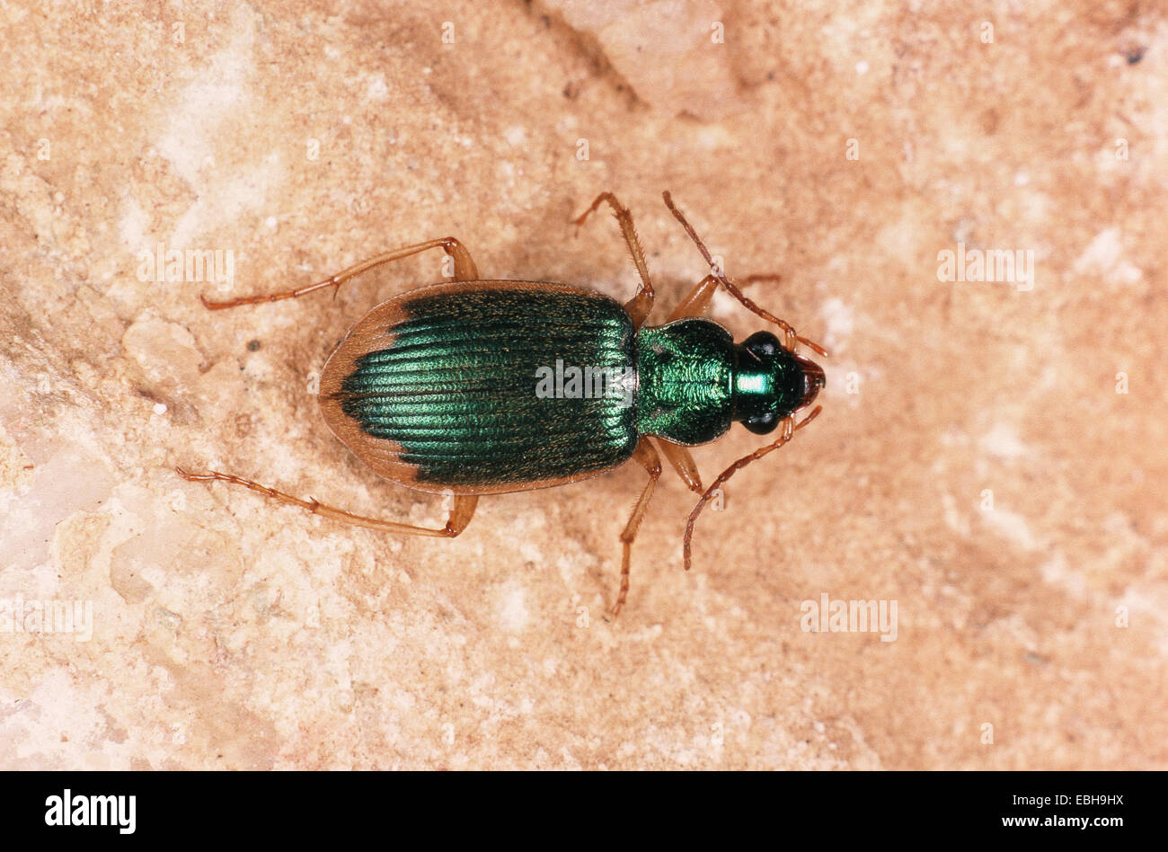 Chlaenius High Resolution Stock Photography and Images - Alamy