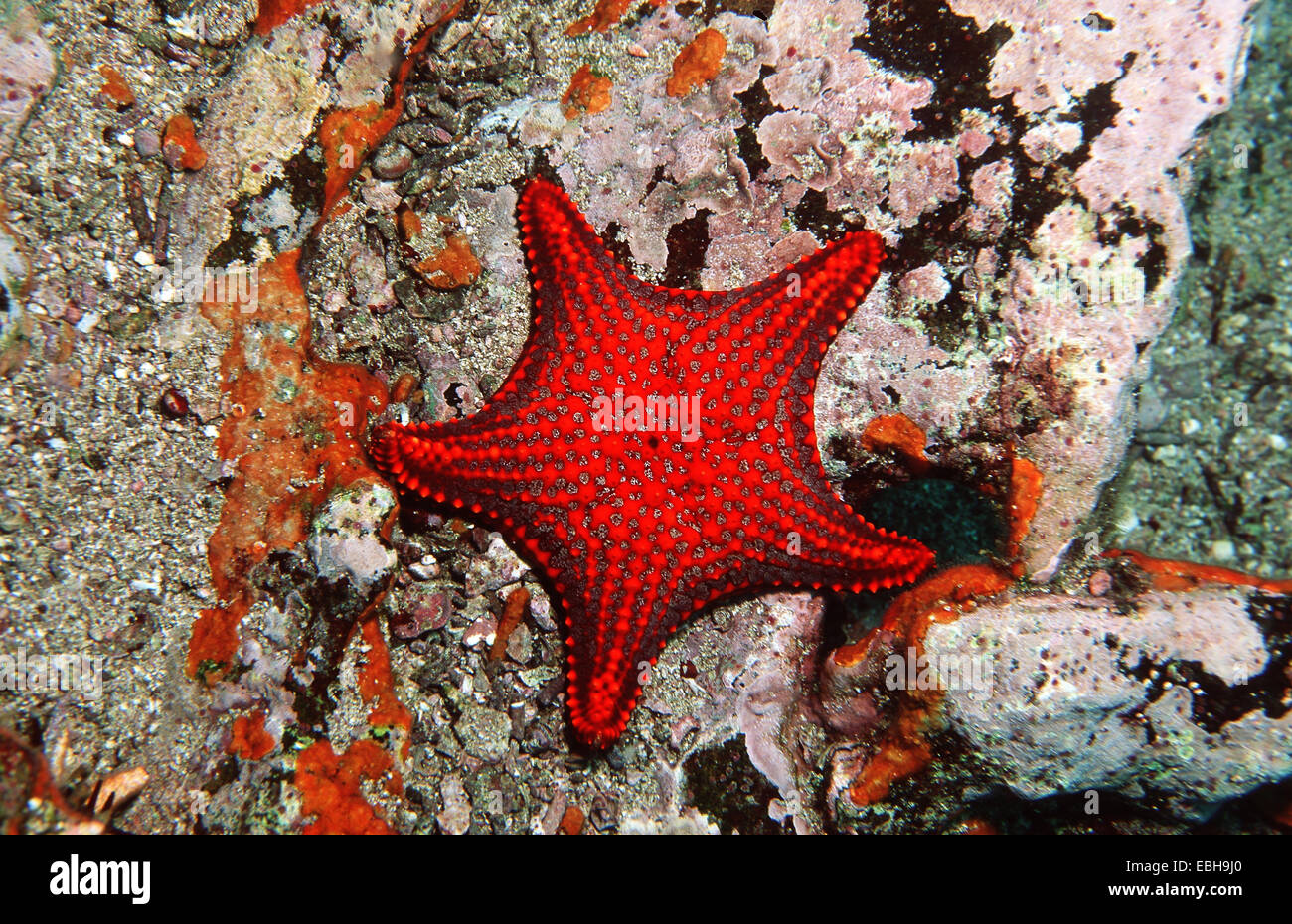Panamic cushion star (Pentaceraster cummingi Stock Photo - Alamy